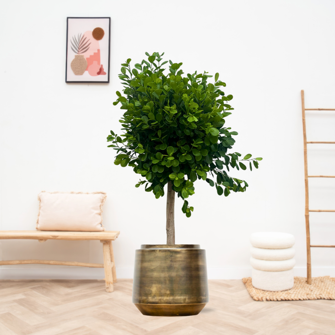 Ficus Microcarpa Panda - 180cm - Green Bubble