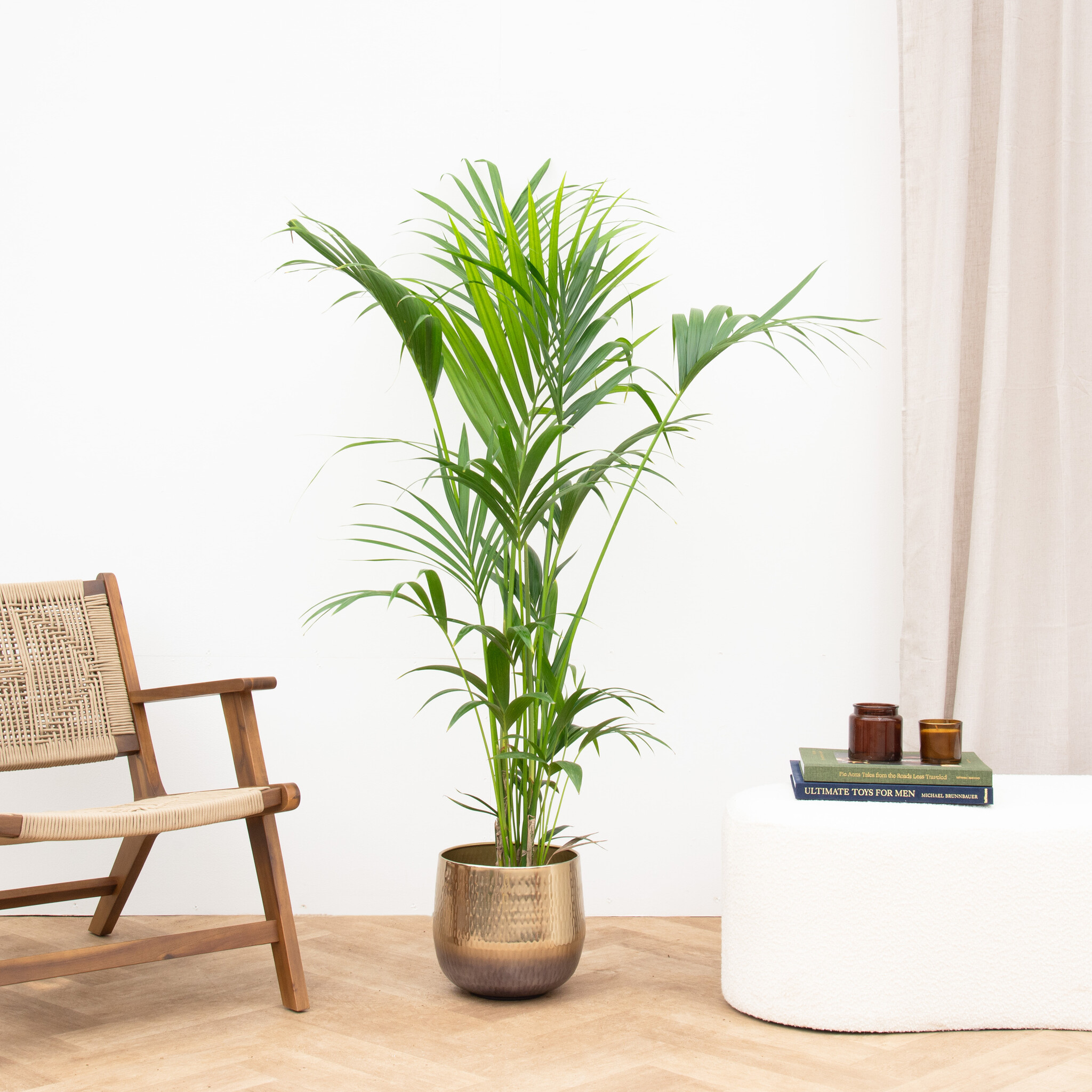 Kentia palm - 160 cm | XL Kamerplanten | Green Bubble - Green Bubble