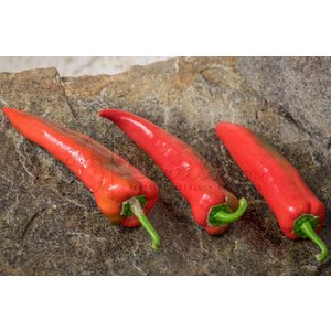 Chervena Chushka - Sweet Pepper - Vertiloom