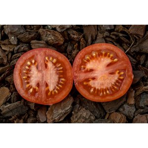Polish Dwarf - Tomato - Vertiloom