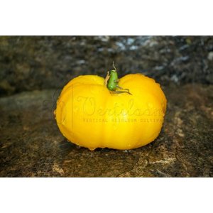 Zea's Sonnabend Peach - Tomato - Vertiloom