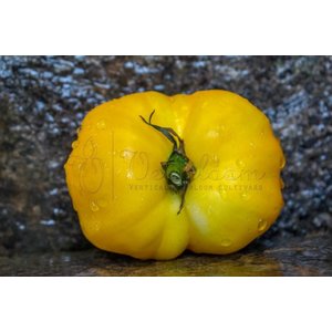 Zea's Sonnabend Peach - Tomato - Vertiloom