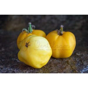 Zea's Sonnabend Peach - Tomato - Vertiloom