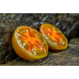 Evil Olive - Tomato - Vertiloom