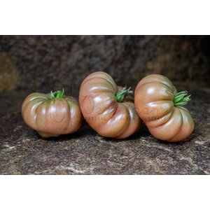 Tim's Black Ruffles - Tomato - Vertiloom
