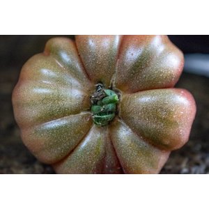 Tim's Black Ruffles - Tomato - Vertiloom