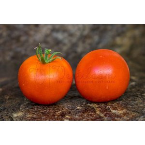 Manx Marvel - Tomato - Vertiloom