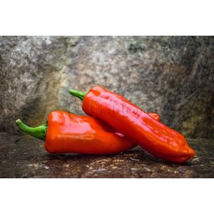 Giant Marconi - Sweet Pepper - Vertiloom