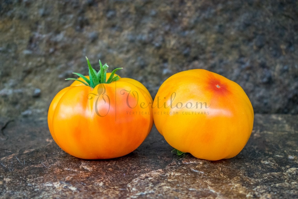Yellow tomato heirlooms - Vertiloom