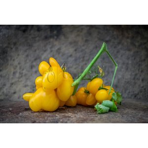 Phil’s One - Tomato - Vertiloom