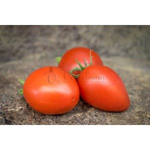 Dwarf Red Heart - Tomato - Vertiloom