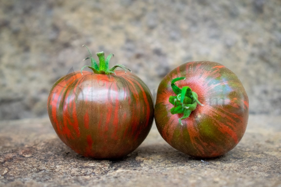 Striped Tomatoes - Vertiloom