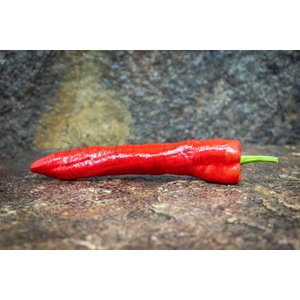 Txorixero - Sweet Pepper - Vertiloom