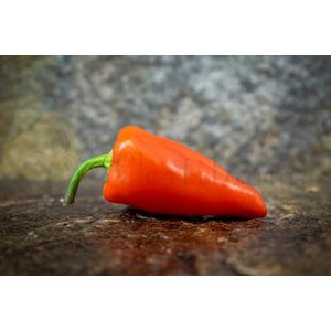 Lunchbox Red - Mini Sweet Pepper - Vertiloom
