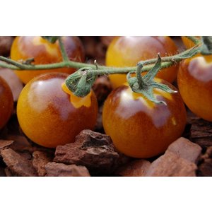 Blue Gold Berries - Tomato - Vertiloom