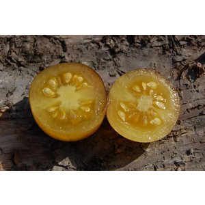 Blue Gold Berries - Tomato - Vertiloom