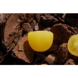 Tempête de sable - Vertiloom