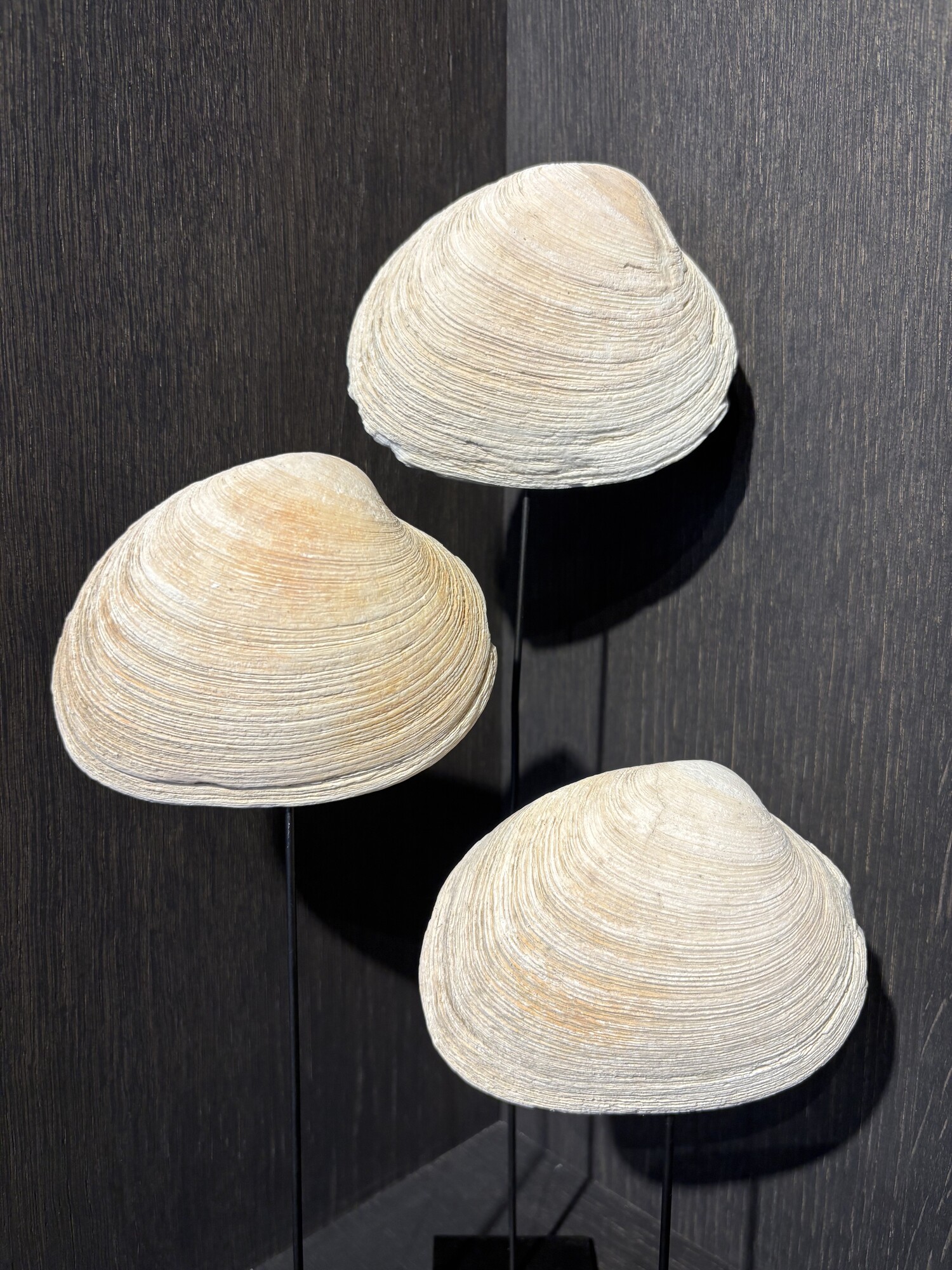 Natural shells - Set of 3 - NU PUUR & GROEN B.V.