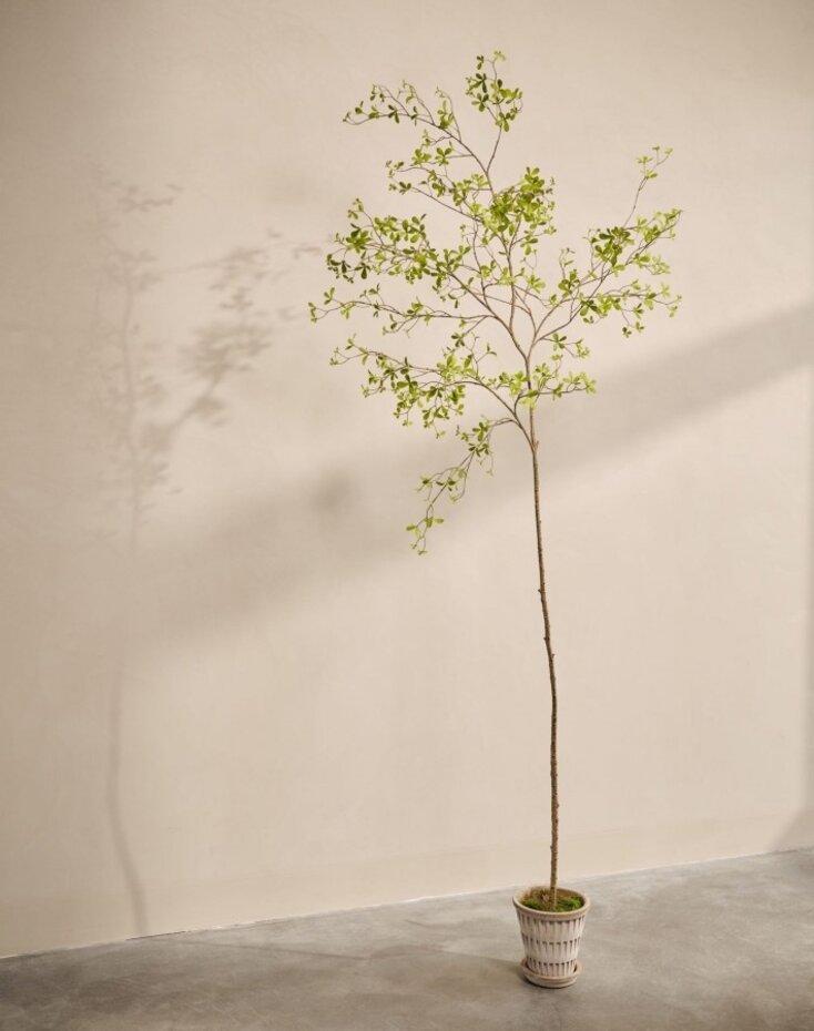 Artificial Bucida plant green | 290 cm - NU PUUR & GROEN B.V.