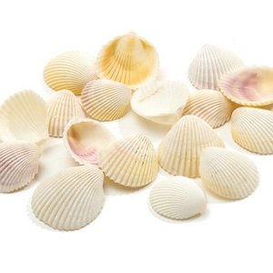 SCHELPEN EN ZEESTERREN - Only Deco