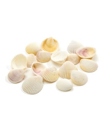 SCHELPEN EN ZEESTERREN - Only Deco