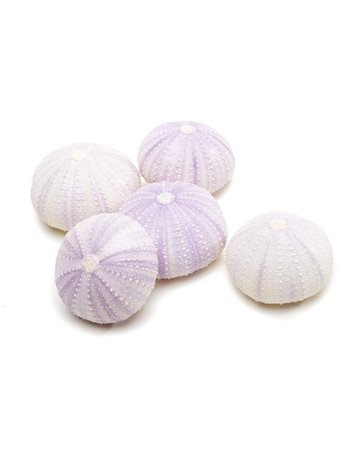 SCHELPEN EN ZEESTERREN - Only Deco