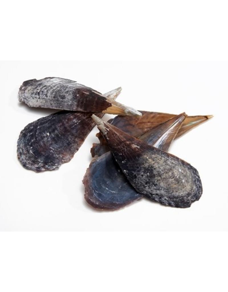 Schelp Black Pen - Only Deco