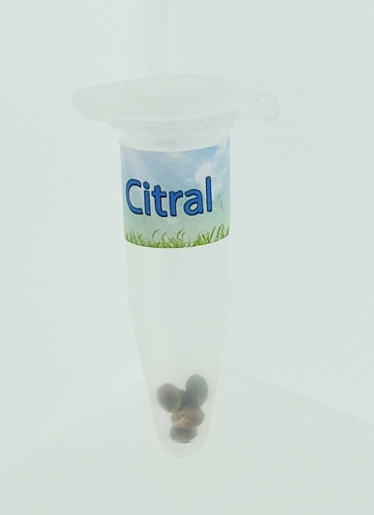 Citral zaden - Cbdshop.nl
