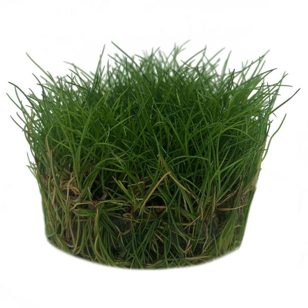 Eleocharis sp. Minima in vitro bakje - AquastoreXL