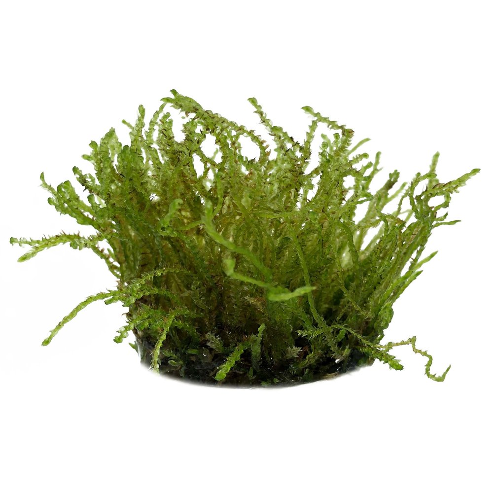 Vesicularia sp. Creeping Moss in vitro bakje - AquastoreXL