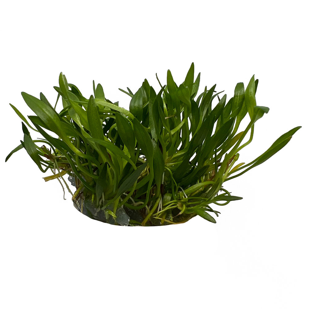 Waterplant Helanthium tenellum 'Green' in-vitro - AquastoreXL