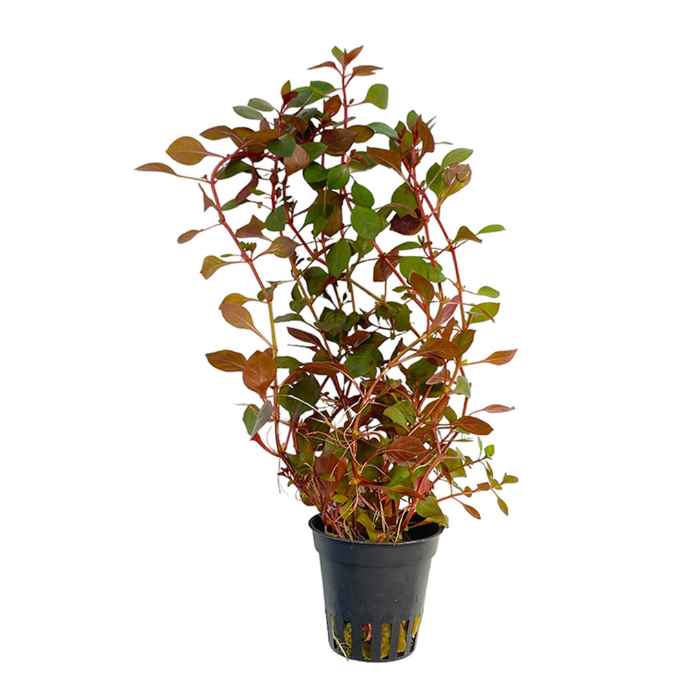 Waterplant Ludwigia Sp. 'Mini Super Red' | Aquariumplant - AquastoreXL