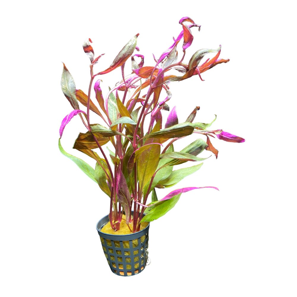 Aquariumplant Alternanthera Rosaefolia, dieprode bladeren - AquastoreXL