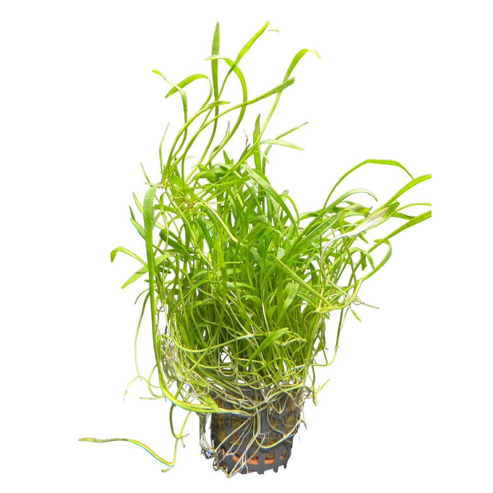 Waterplant Lilaeopsis novea-zealandia aquariumplant - AquastoreXL