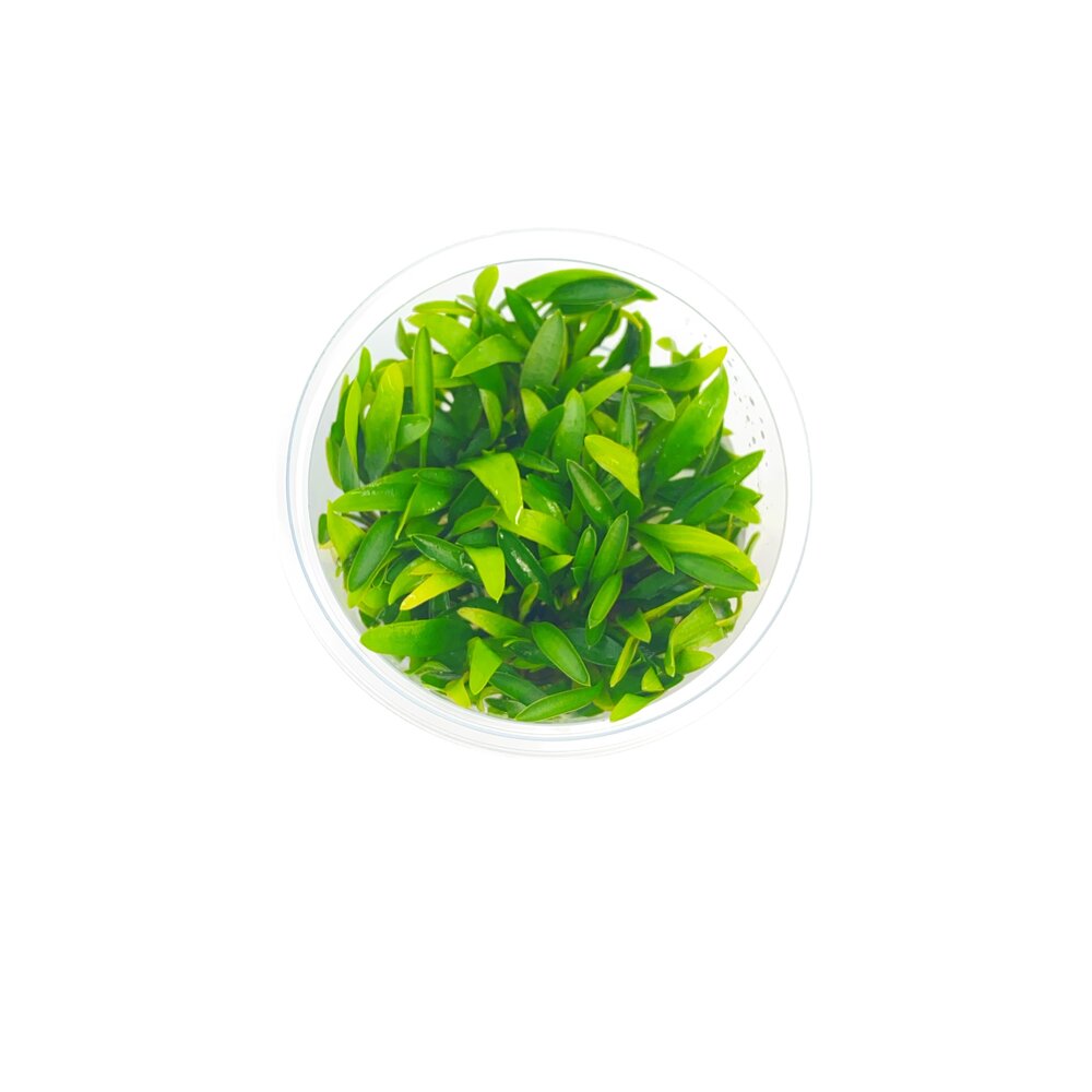 Waterplant Cryptocoryne Pygmaea in-vitro - AquastoreXL