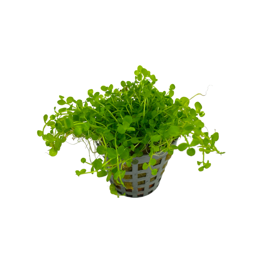 Monte Carlo Plant Micranthemum "Monte Carlo" (1 2 Grow)