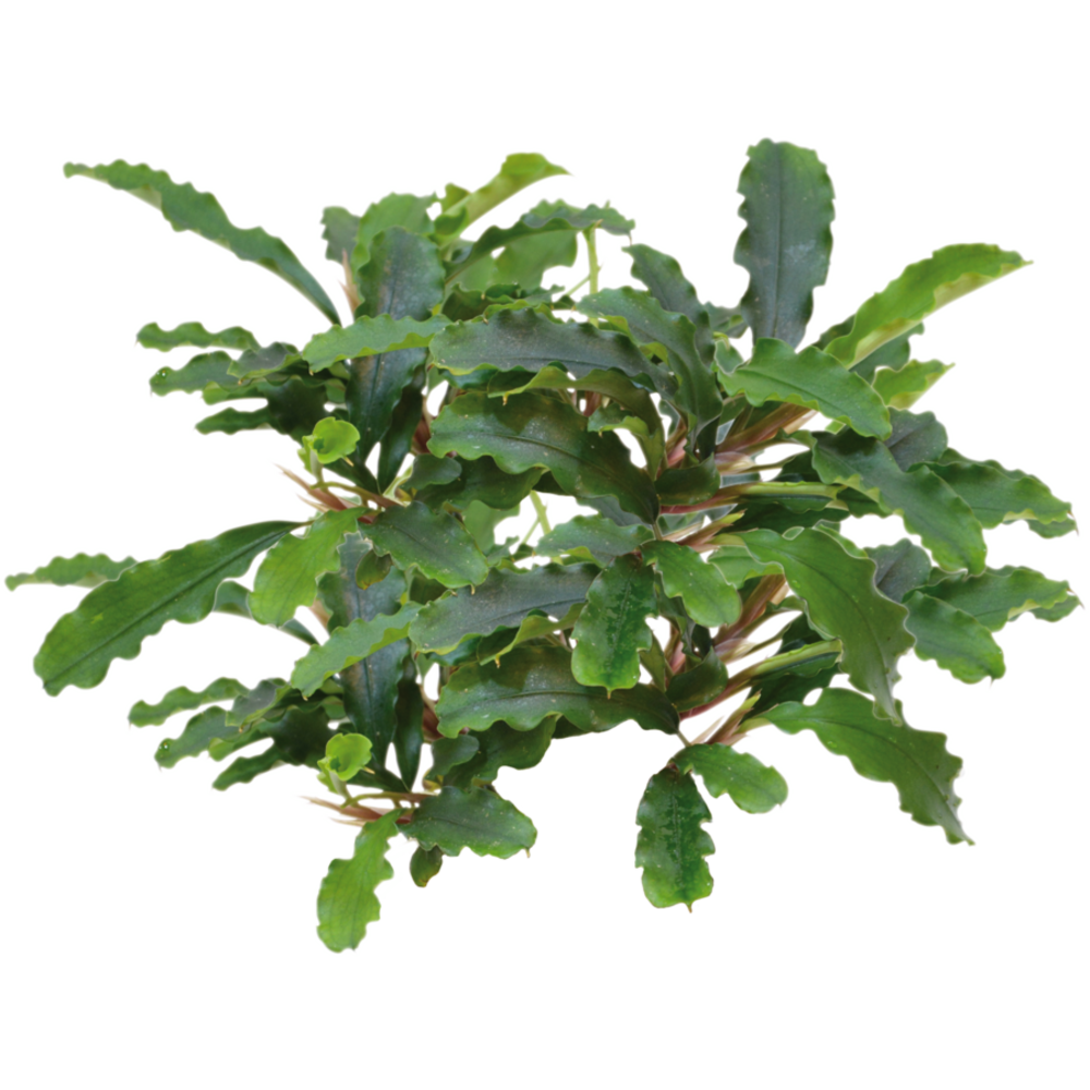 Waterplant Bucephalandra sp. Green Velvet in pot - AquastoreXL