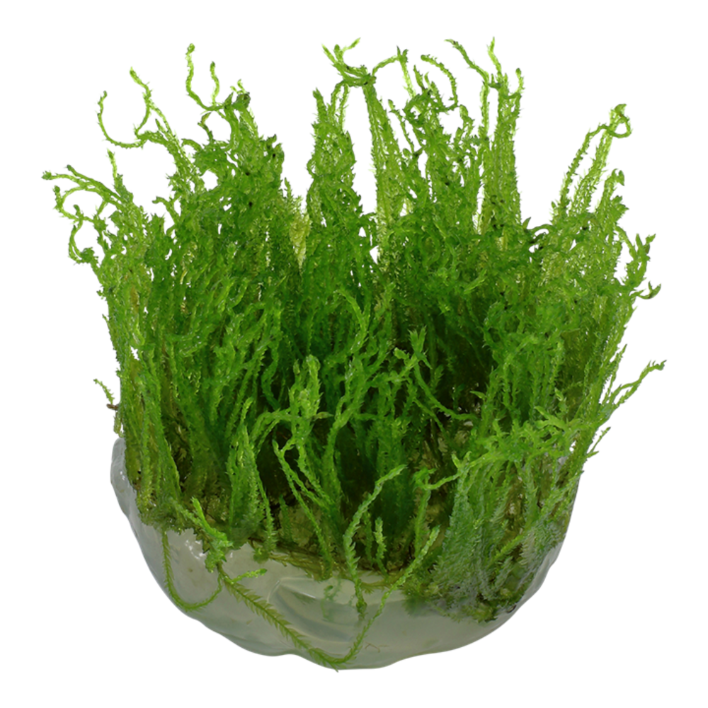Waterplant Taxiphyllum Alternans Taiwan Moss - AquastoreXL