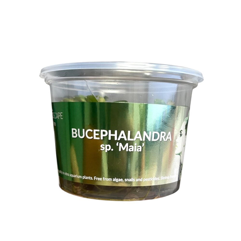 Waterplant Bucephalandra 'Maia' – In Vitro aquariumplant - AquastoreXL