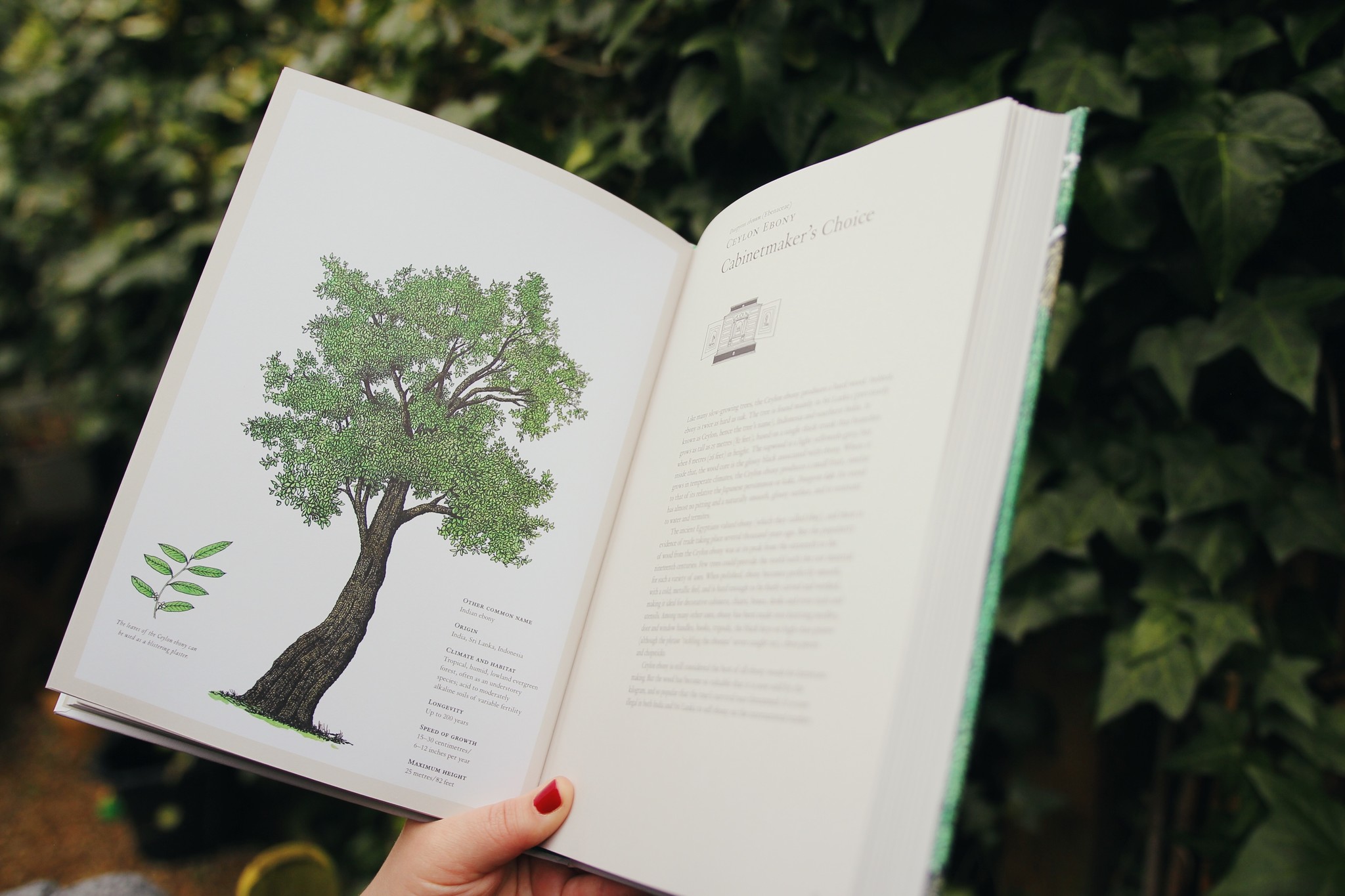 BIS Publishers | The Story of Trees - BIS Publishers