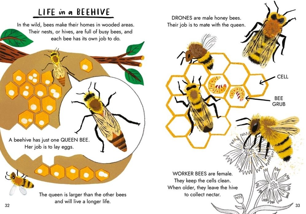 Little Guides to Nature: Hello Bugs - BIS Publishers