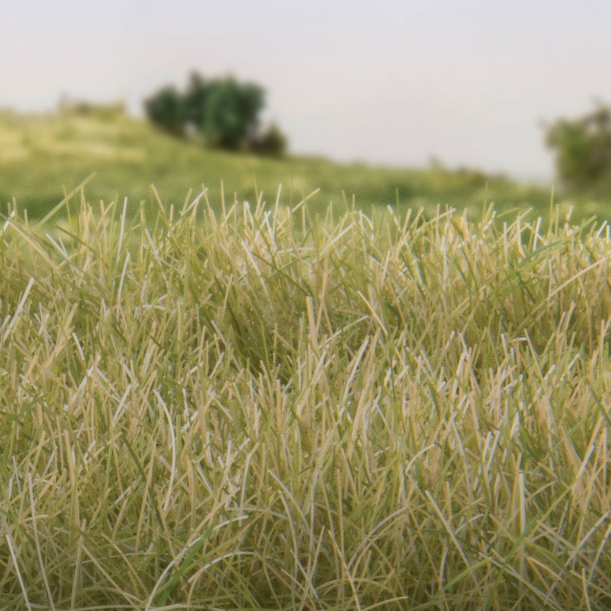 Woodland Scenics Static Grass Light Green 12mm - 28gr - FS627 - Koop nu ...