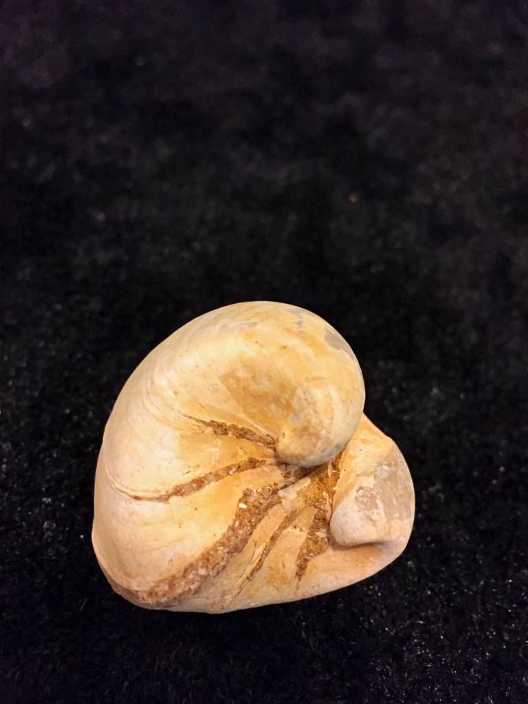 Bivalves fossiele schelp - All About Rocks