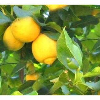 Citroen (Zitrone) BIO 10 ml. KbA - Aromalifestyle