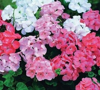 Geranium-rozen (Rosengeranie) BIO-demeter 5 ml. - Aromalifestyle