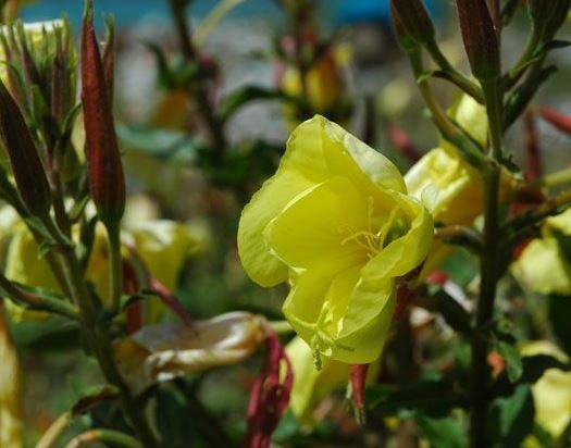 Teunisbloemolie - BIO (Nachtkerzenol) 50 ml. - Aromalifestyle Teunisbloemolie - BIO (Nachtkerzenol) 50 ml. - Aromalifestyle