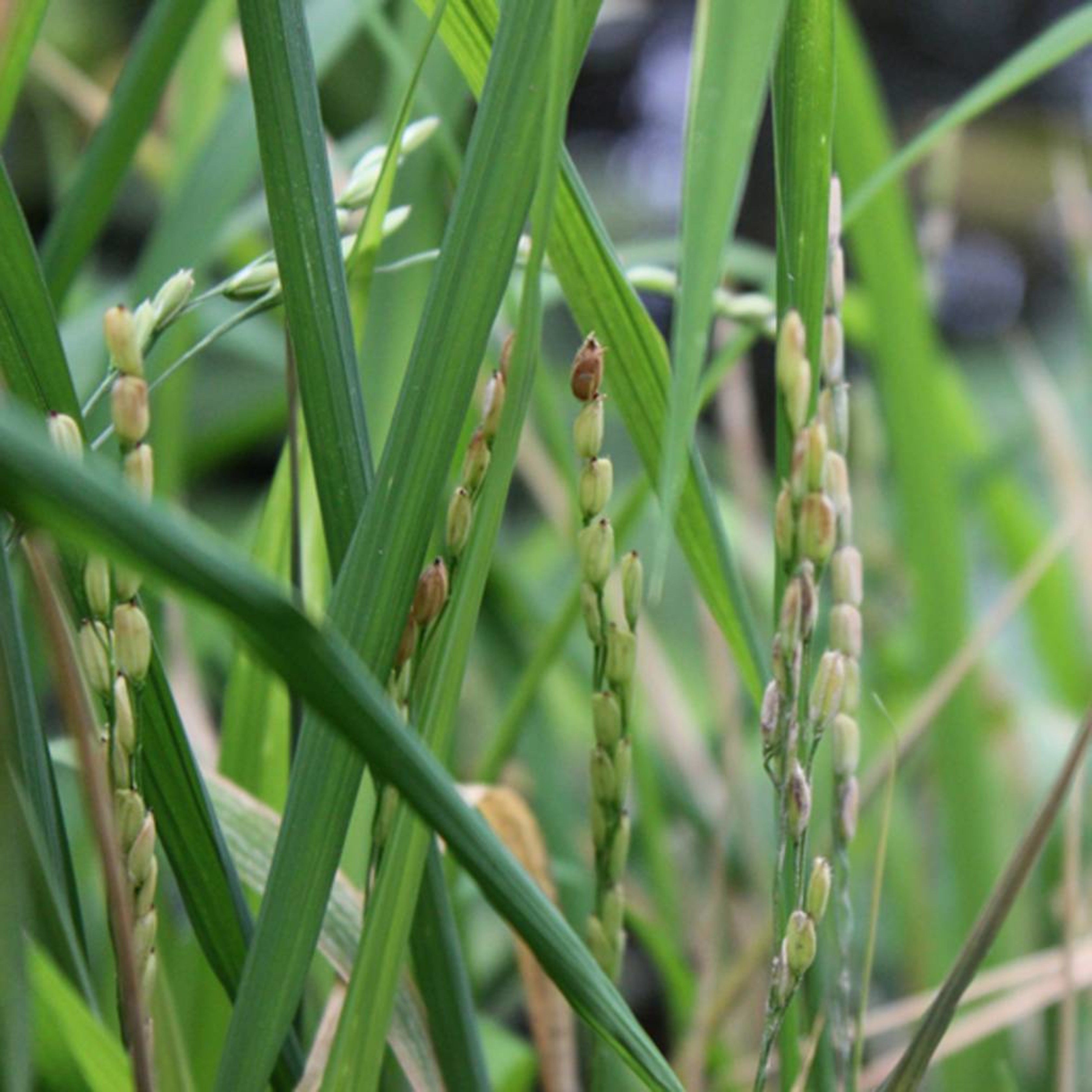 Oryza - Werfzeep | biologisch & handgemaakt