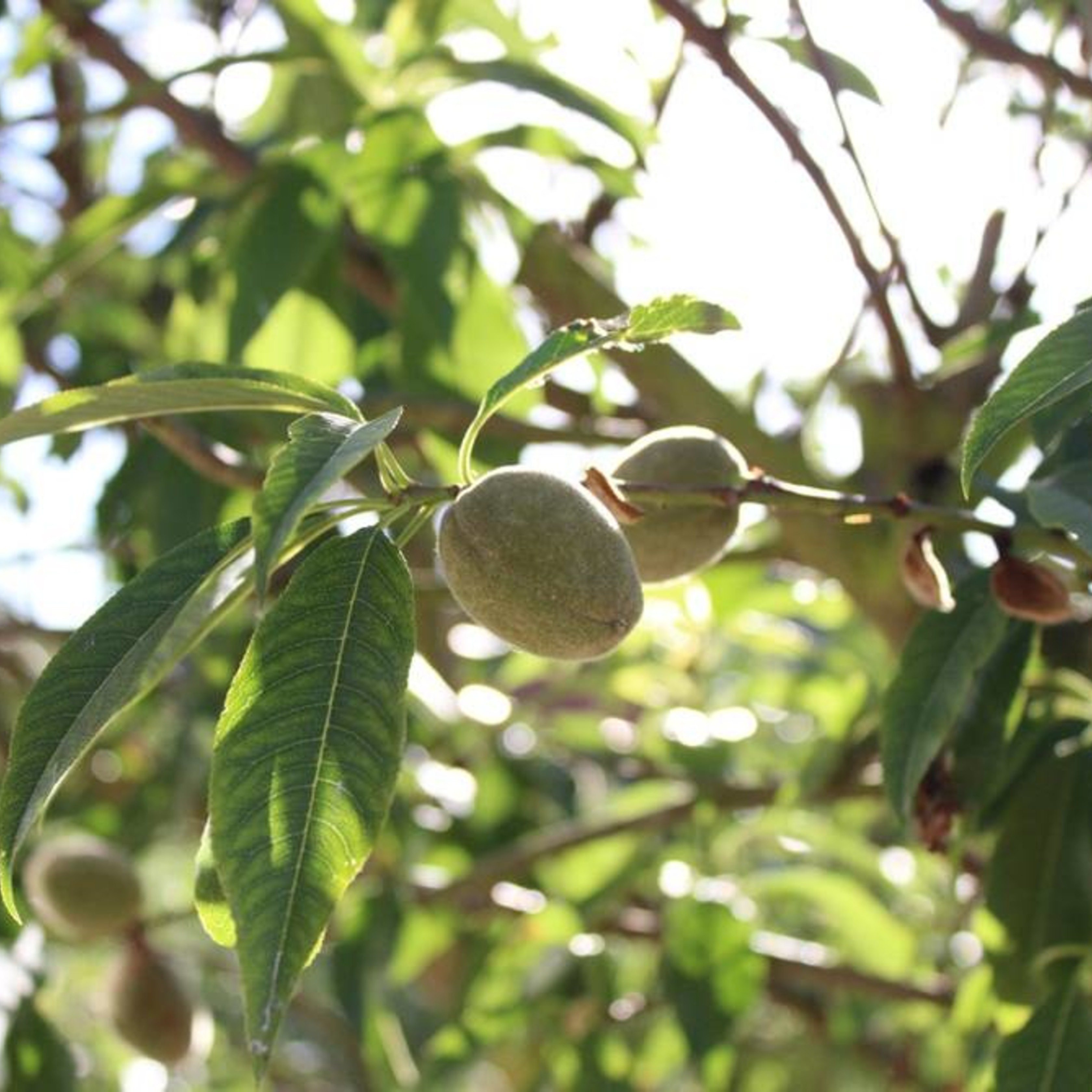 Ingrediënten - Aloë vera - Werfzeep | biologisch & handgemaakt
