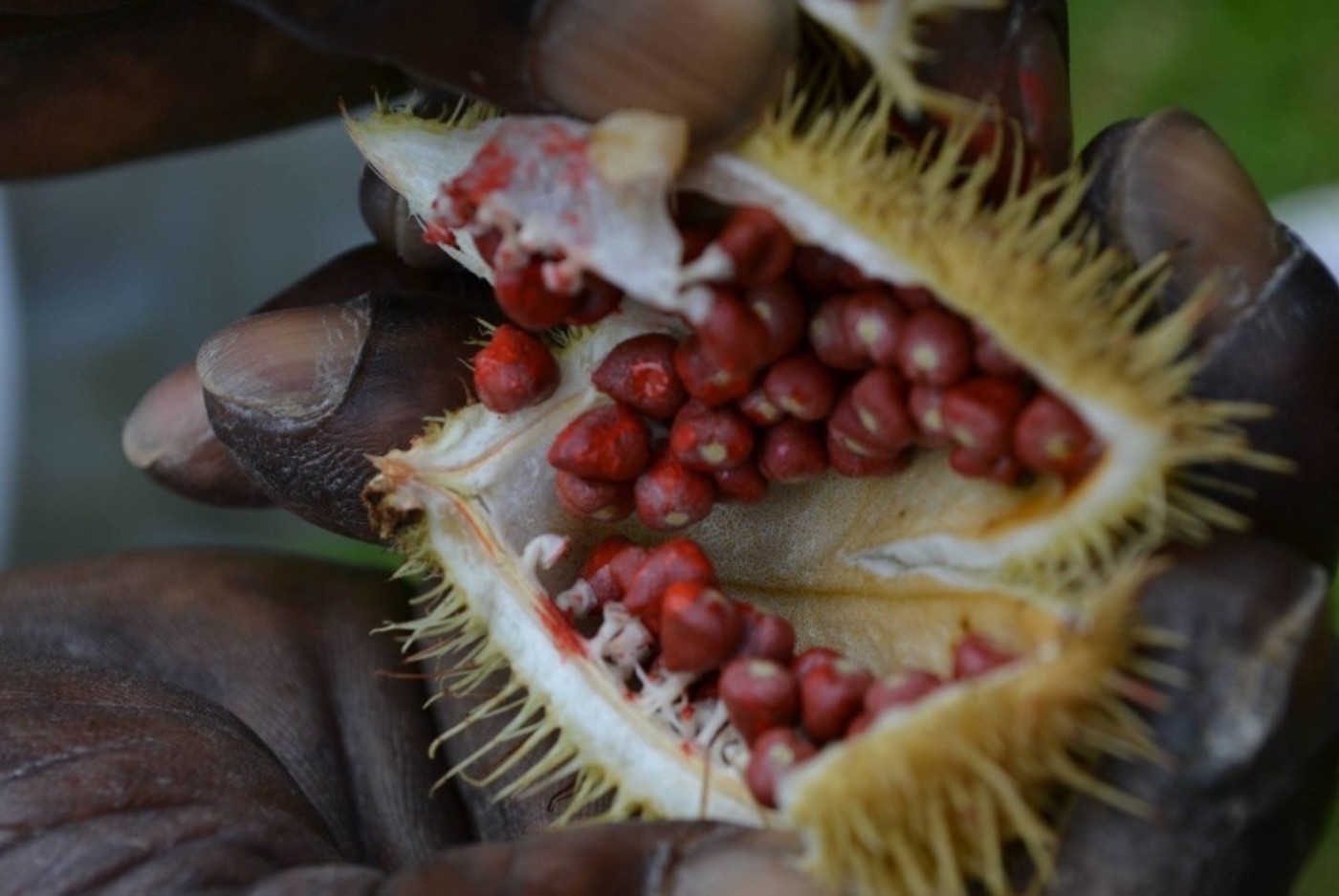 Ingrediënten - Annatto - Werfzeep | biologisch & handgemaakt