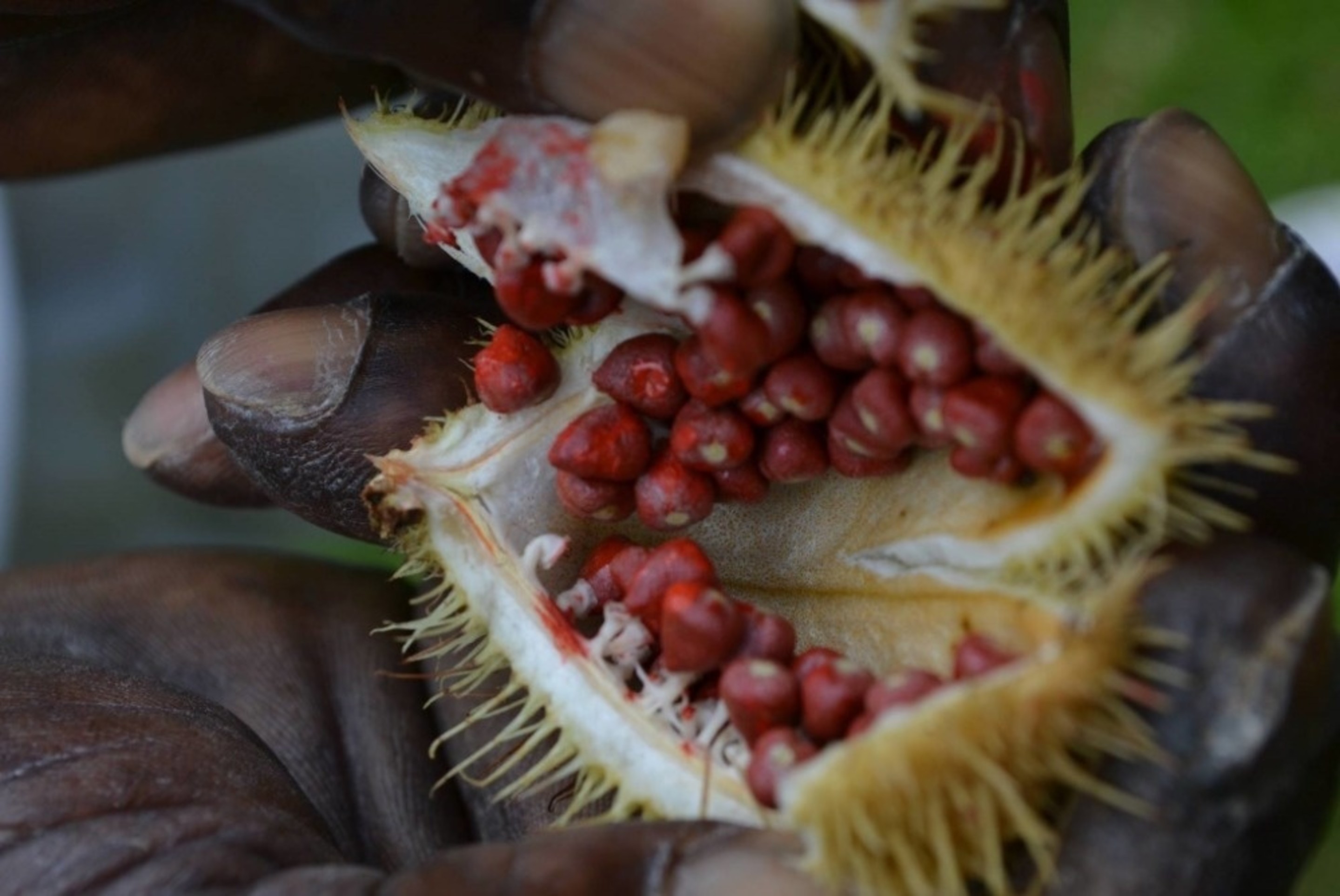 Ingrediënten - Annatto - Werfzeep | biologisch & handgemaakt